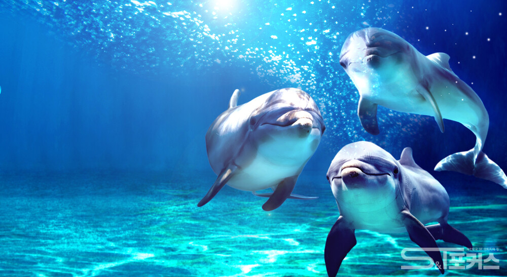 돌고래, 오줌으로도 친구를 알아본다